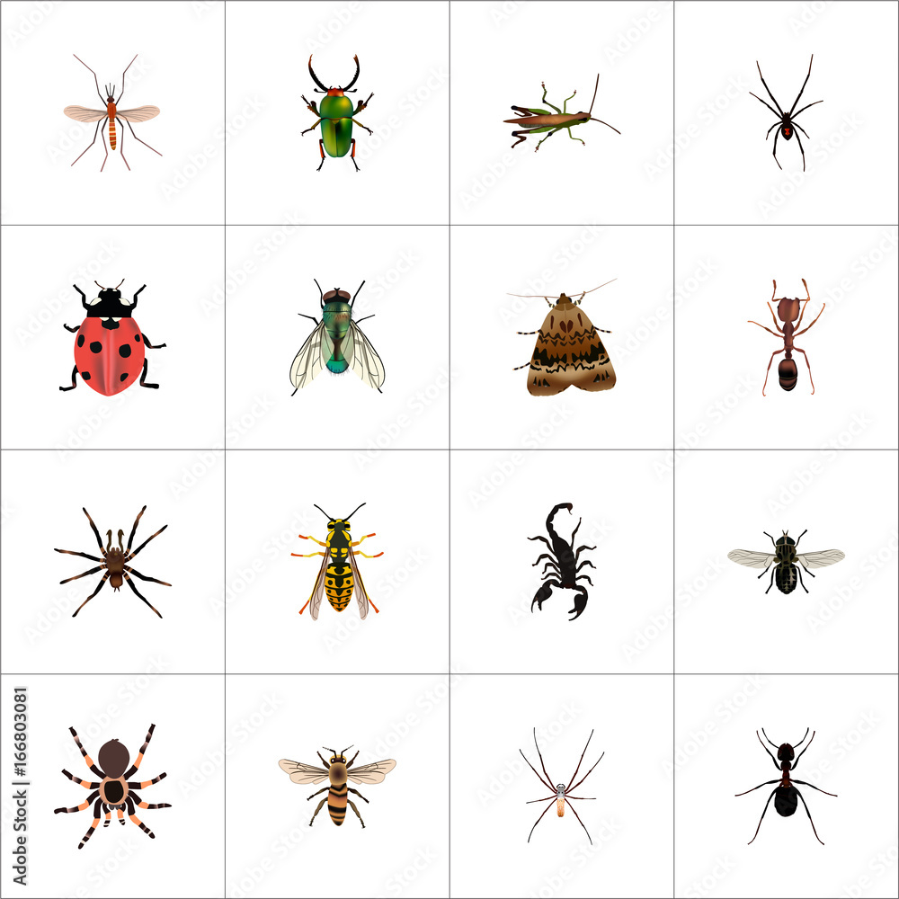 Realistic Midge, Spinner, Insect And Other Vector Elements. Set Of Bug ...