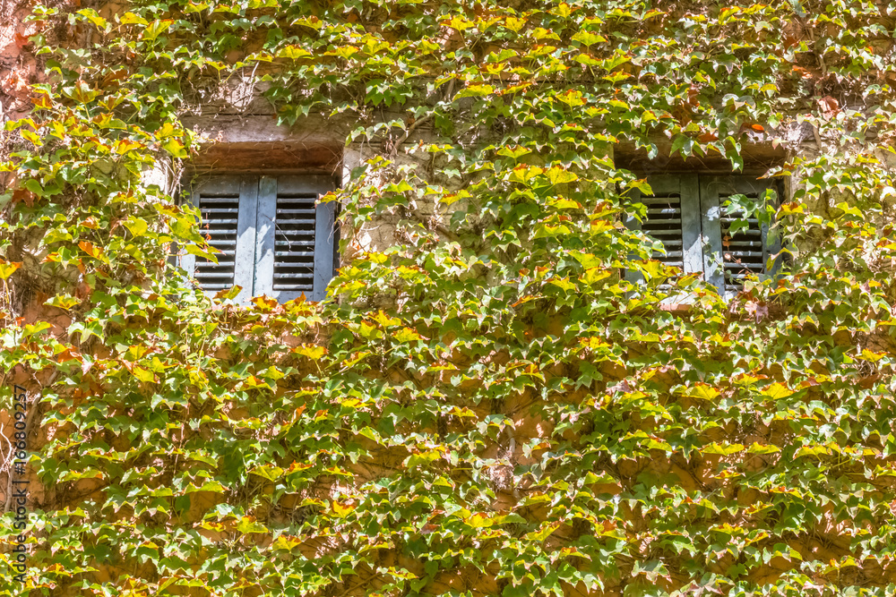 lierre sur façade de maison ancienne Stock Photo | Adobe Stock