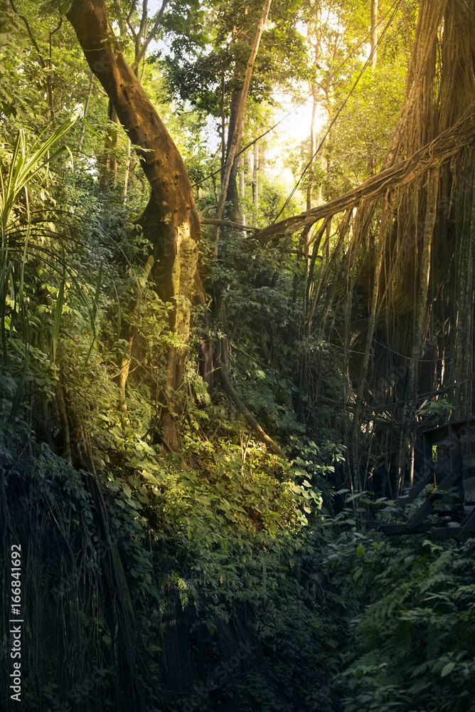 Trees and leaves forest texture. Stock Photo | Adobe Stock