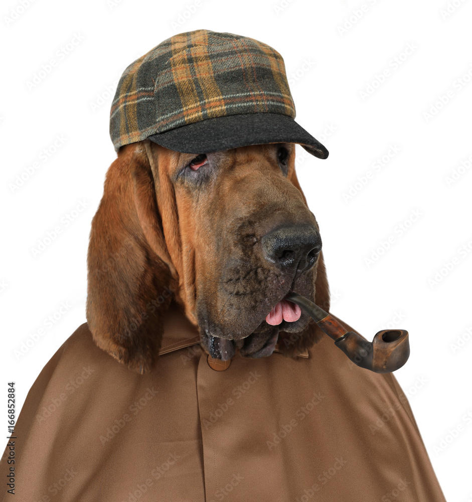 Bloodhound dog with a pipe Stock Photo | Adobe Stock