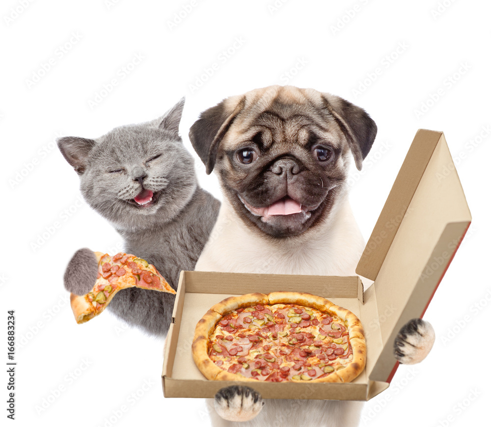 Happy cat and pizza dealer puppy with open boxes. isolated on white ...