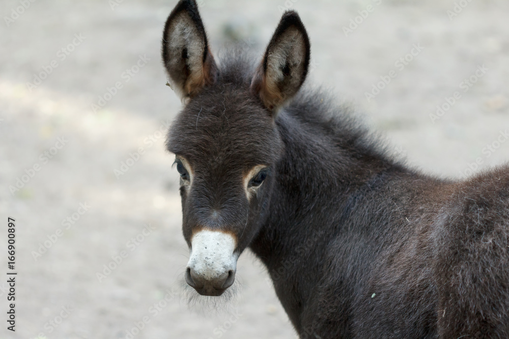 Donkey is a cute young donkey closeup looking into the camera. Stock ...