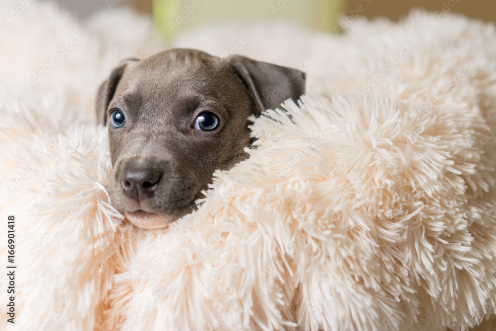 Grey Puppies With Blue Eyes