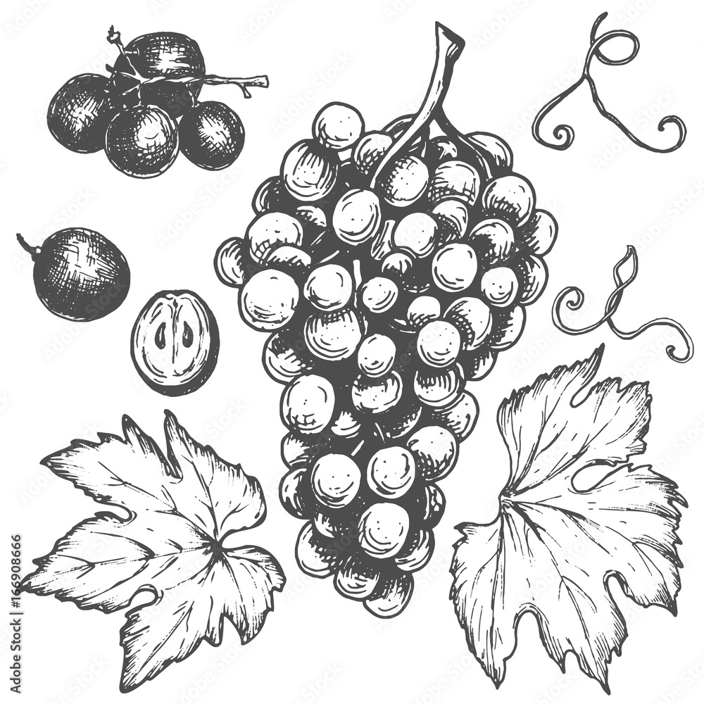 Grapes Graphic Design