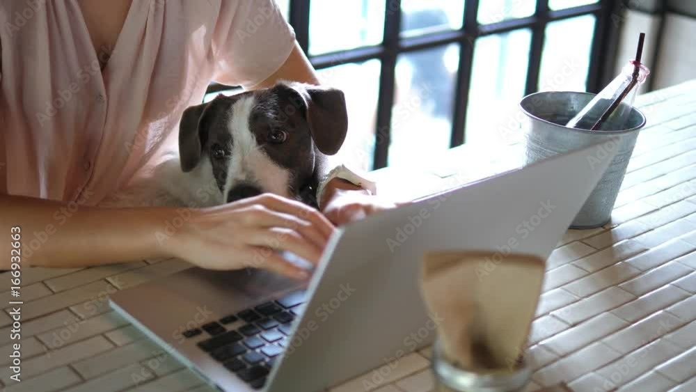 Woman And Her Pet Dog Using Laptop In Cafe. 4K. Stock-Video | Adobe Stock
