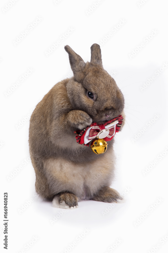 Cute brown netherland dwarf rabbit is dressing red necktie. Stock Photo ...