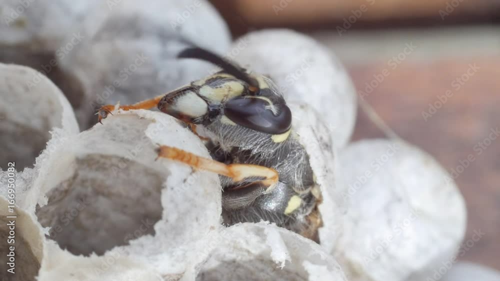top view of a young worker wasp - Vespula vulgaris emerging from its ...