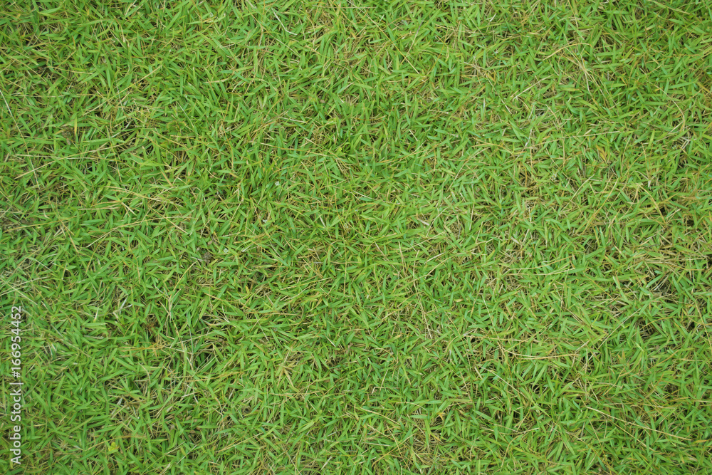 Grass texture background Stock Photo | Adobe Stock