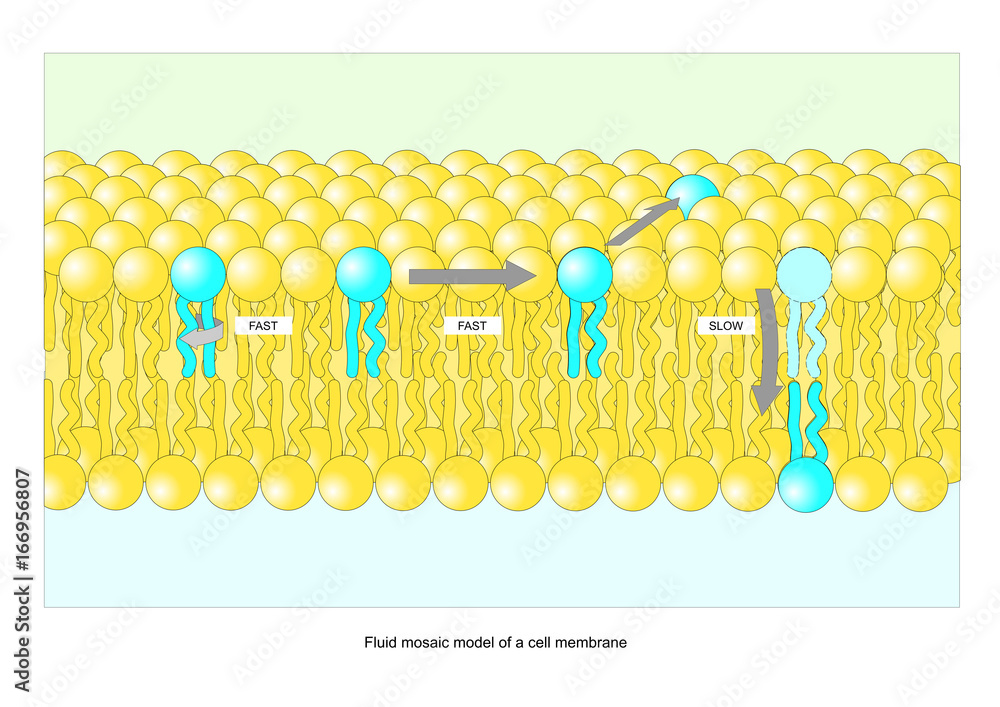 fluid mosaic model of a cell membrane Stock Vector | Adobe Stock