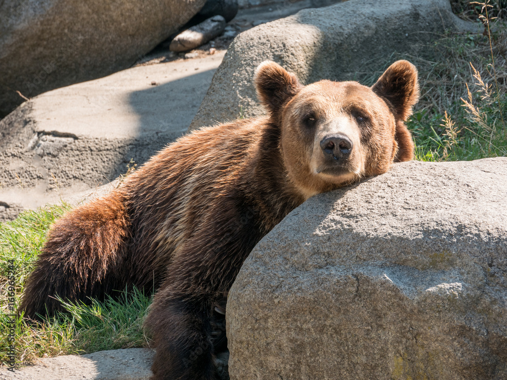 Brown Bear Sleeping