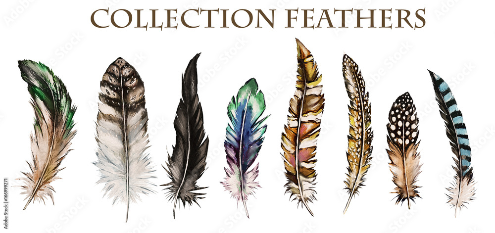 Different Types Of Bird Feathers