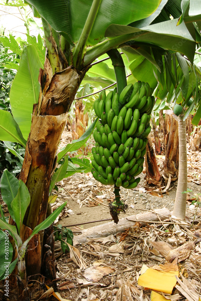 Bananenstaude auf einer Plantage Stock-Foto | Adobe Stock