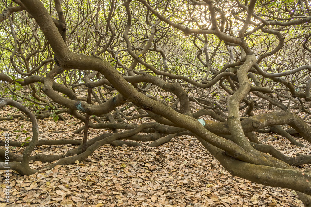 Foto de Trunk, twigs and leaves of the world's largest cashew tree do ...