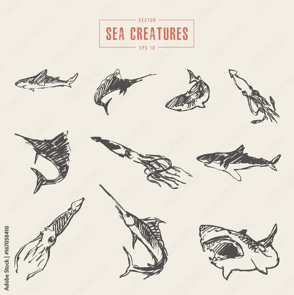 Set realistic sea creatures drawn vector sketch Stock Vector | Adobe Stock