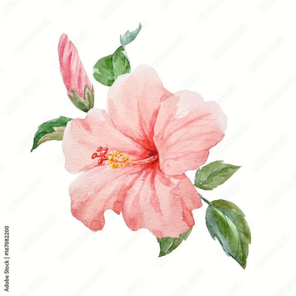 Hibiscus Watercolor