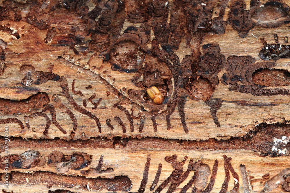 bark beetle as dangerous insect Stock Photo | Adobe Stock