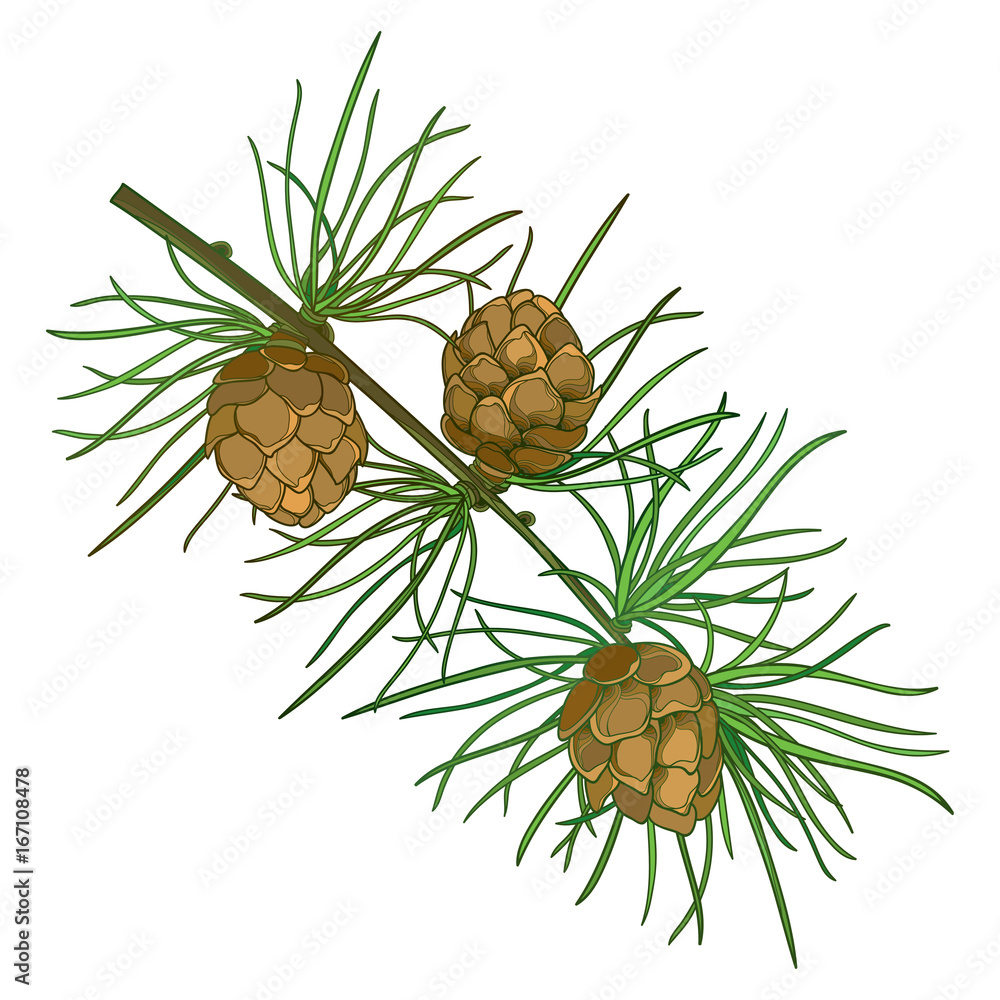 Vector twig with outline European Larch or Larix tree. Branch with ...