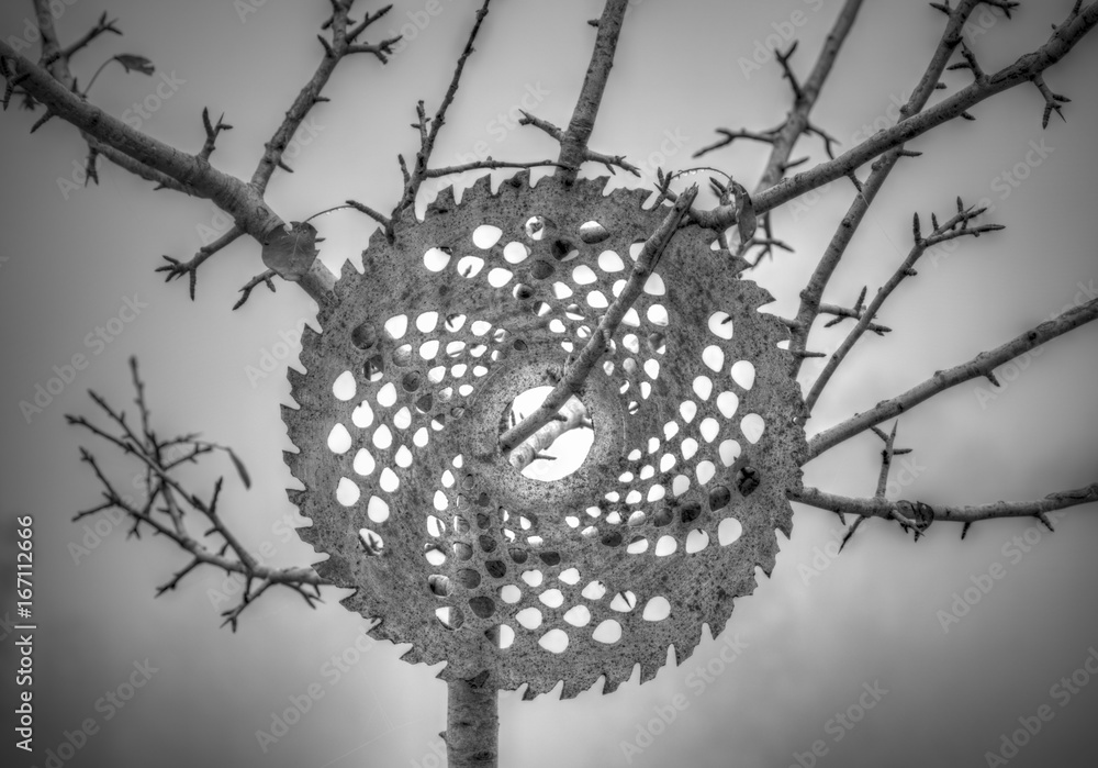 Circular disk hooked on a tree in the forest in black and white Stock ...