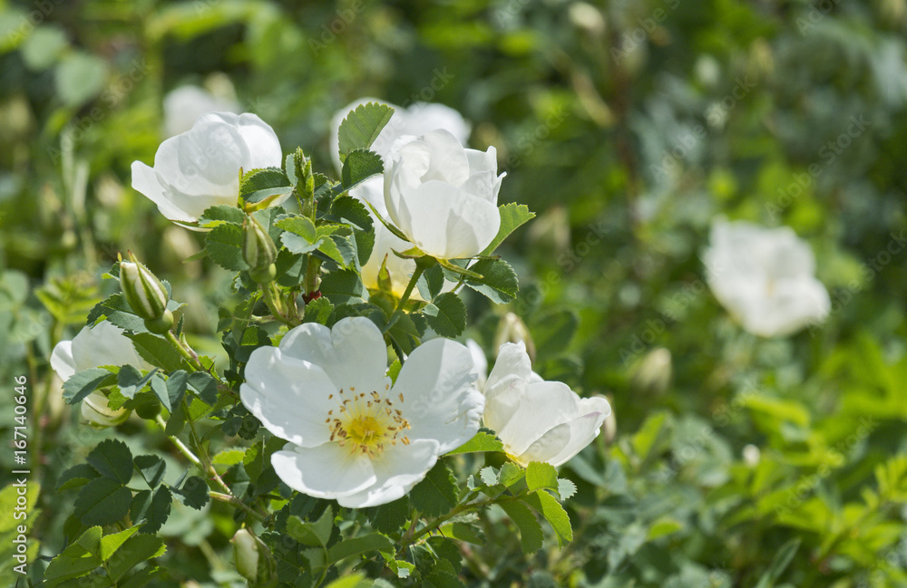 Weiße Heckenrose oder Hundsrose (Rosa canina) Stock Photo | Adobe Stock