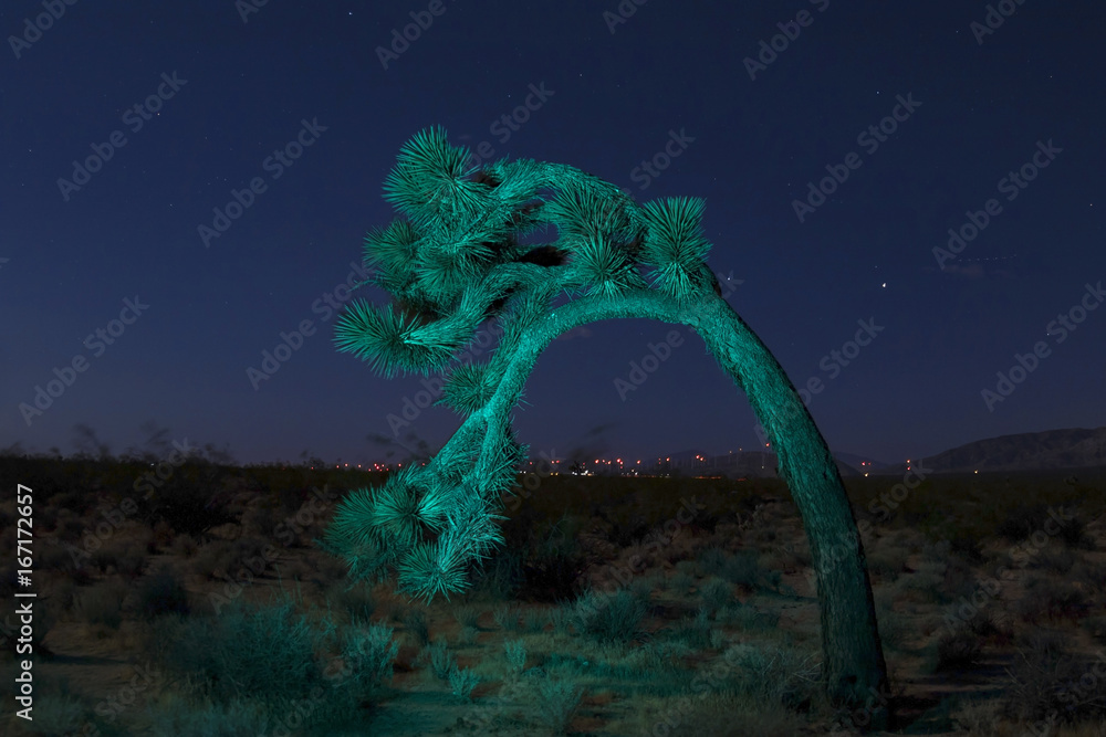 Desert landscape joshua tree night glow Stock Photo | Adobe Stock