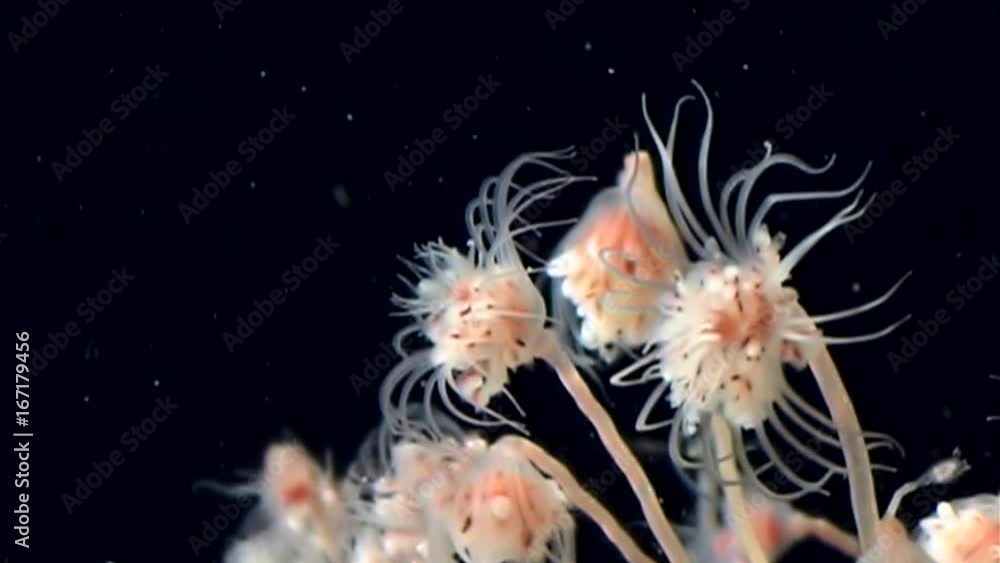 Bell Hydroid jellyfish colonies opens underwater seabed of White Sea in ...