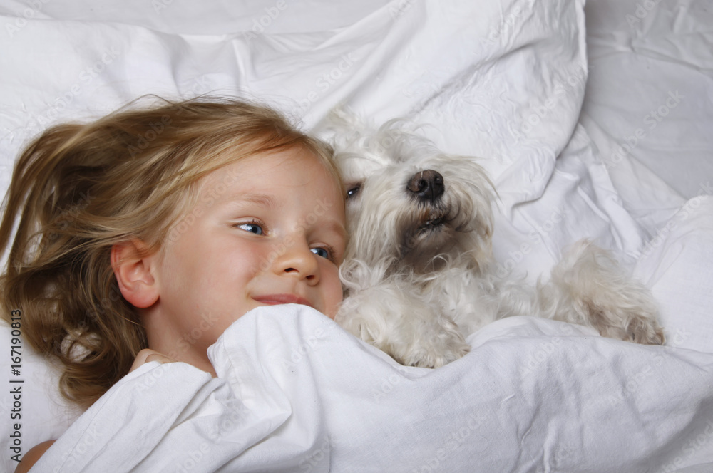 beautiful blonde little girl laughing and lying with white schnauzer ...