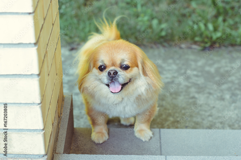 Cute little dog pekingese comes home from a walk, the dog wants to go ...