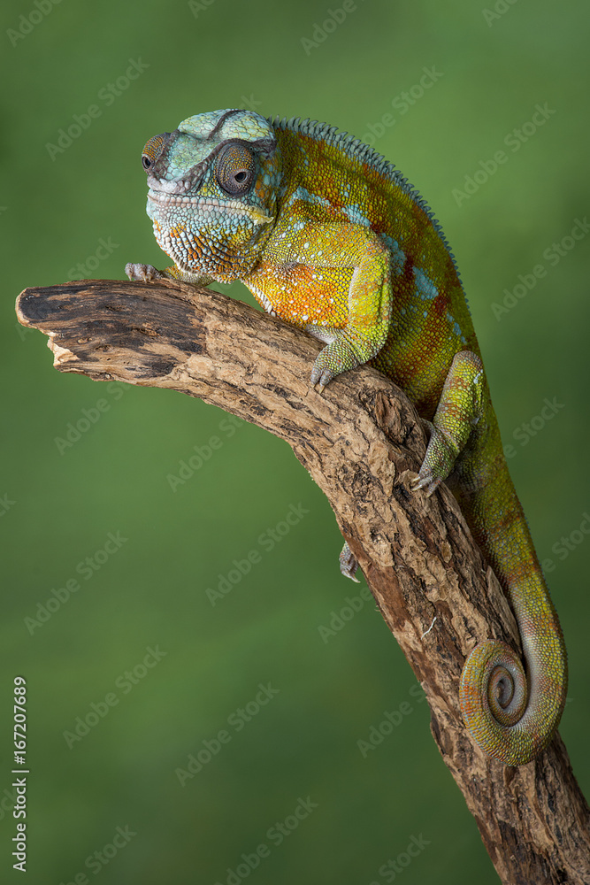 Full length portrait of a panther chameleon with a curl tail on a ...