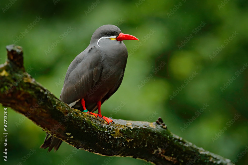 Inca Tern, Larosterna inca, bird on the tree branch. Tern from Peruvian ...