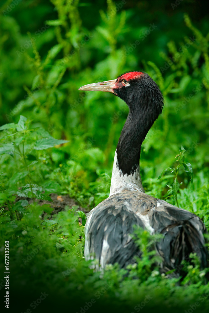 Black-necked Crane, Grus nigricollis, wildlife scene from nature. Big ...