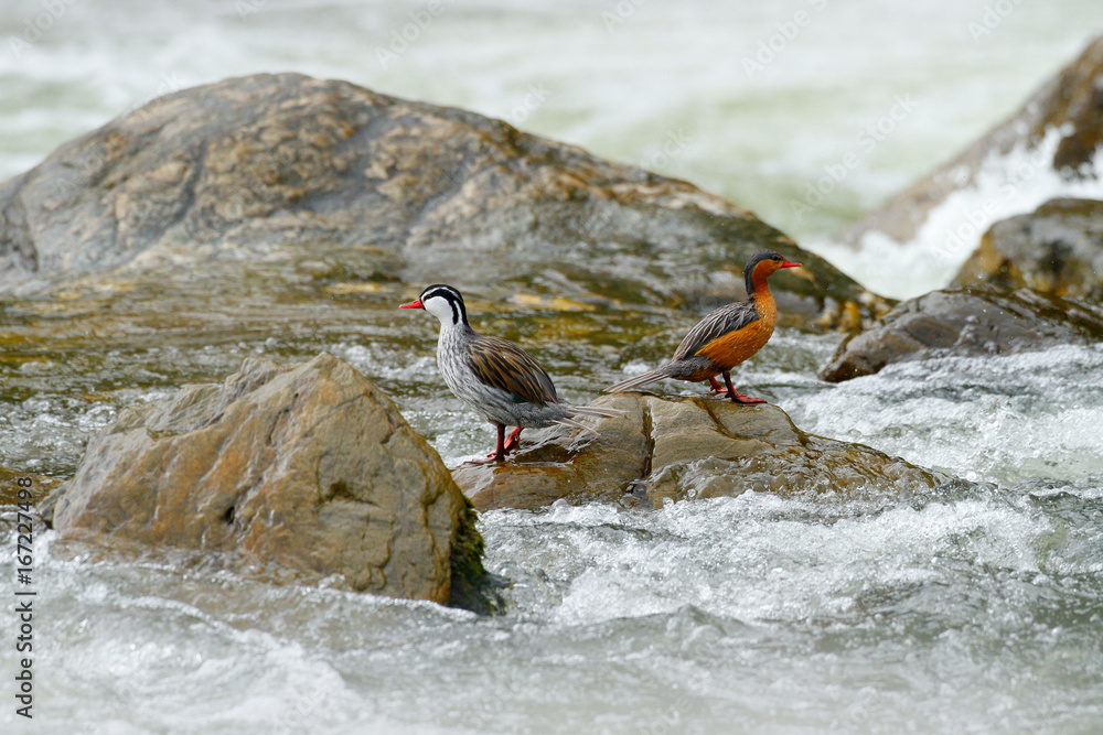 Torrent duck, Merganetta armata, pair of bird in the mountain river ...