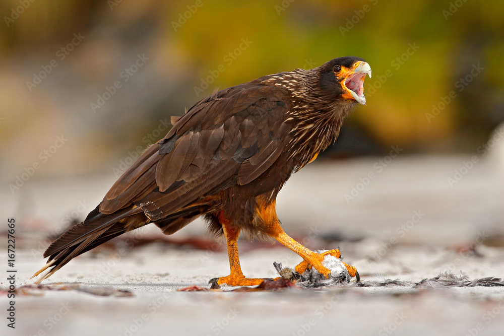 Bird feeding behaviour. Birds of prey Strieted caracara, sitting in on ...