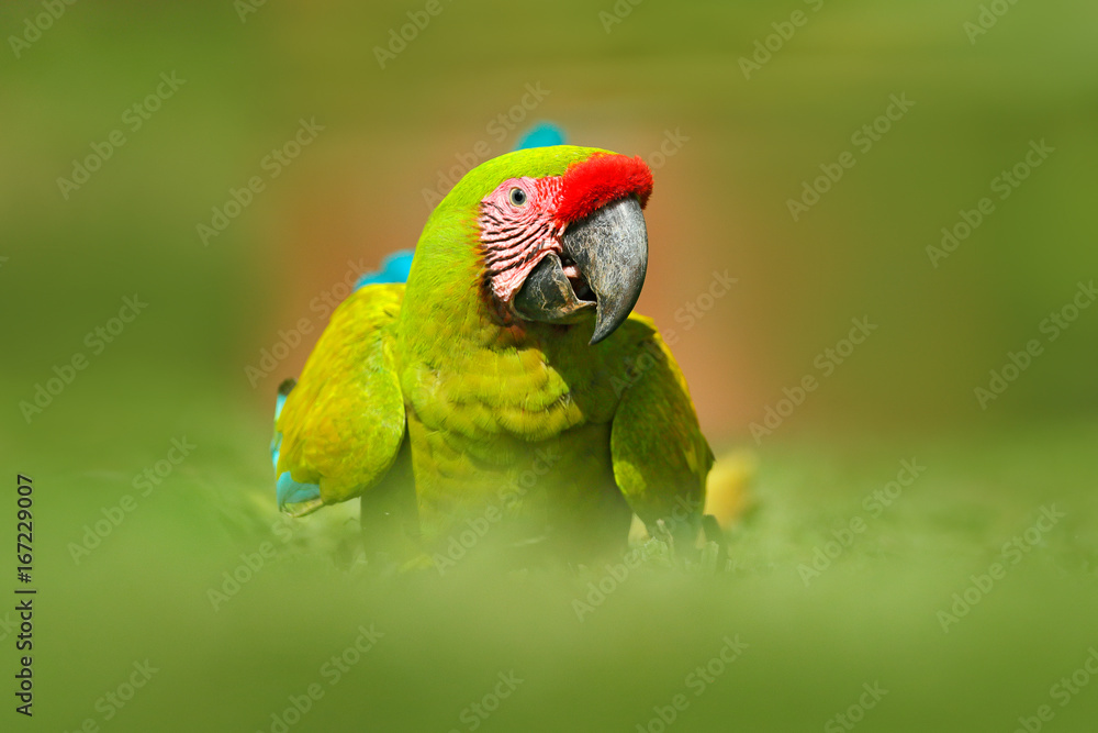 Mapa Macaw Habita