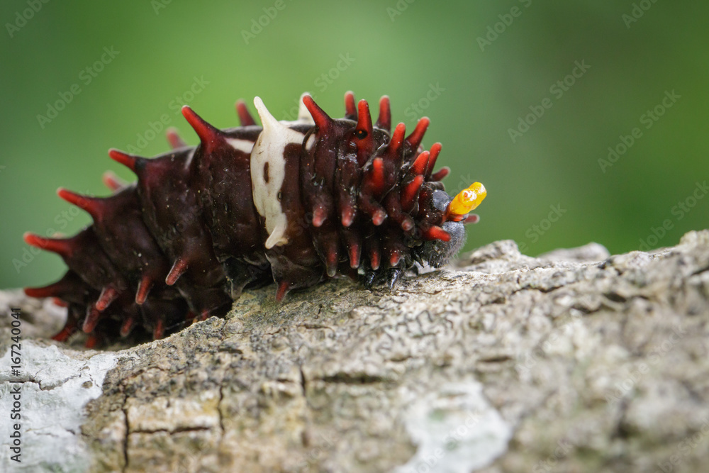 Image of Common rose caterpillar(Pachliopta aristolochiae goniopeltis ...