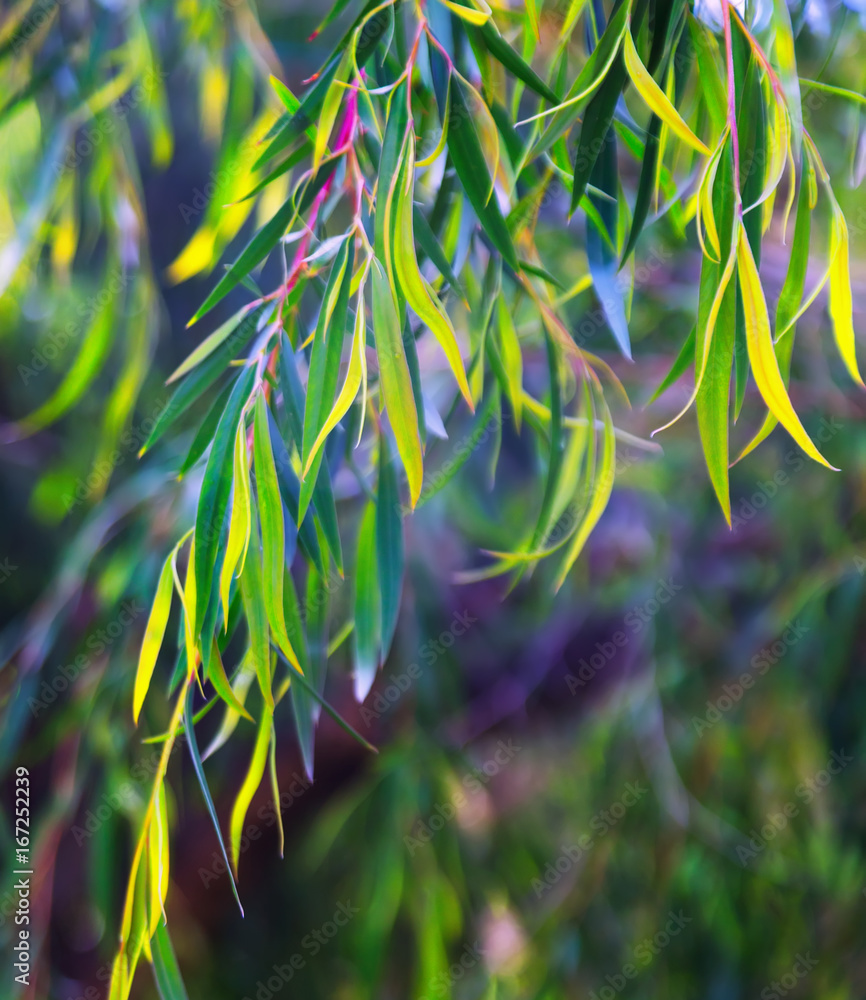 Natural background Stock Photo | Adobe Stock