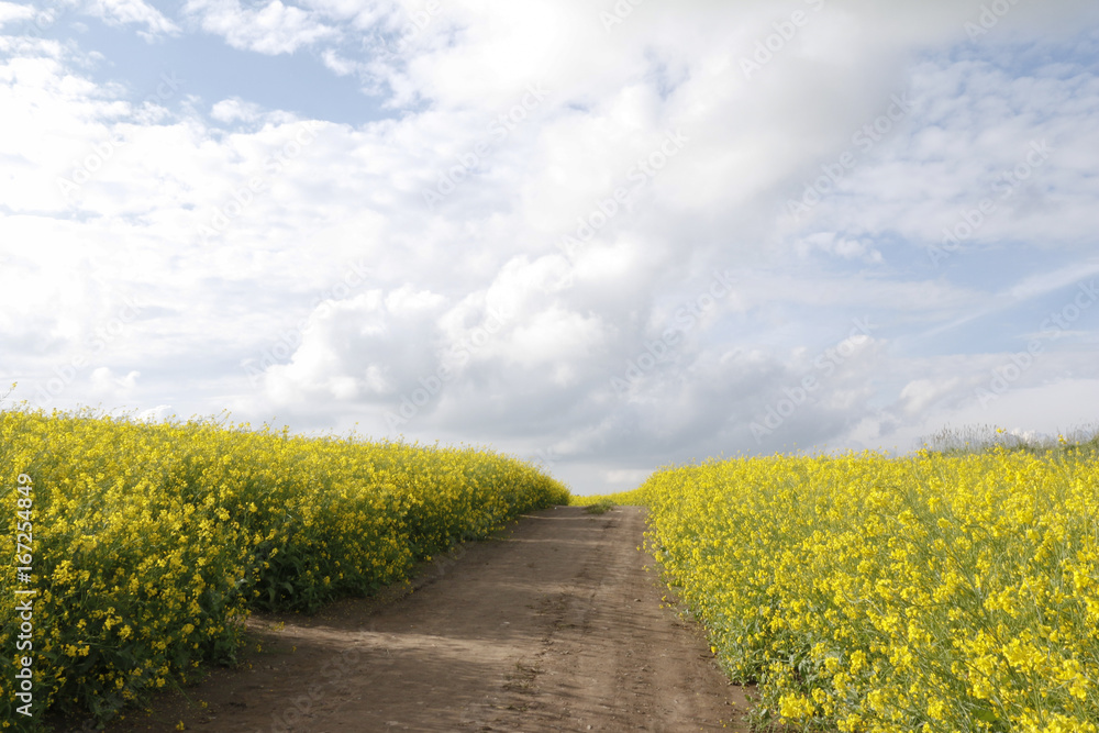 Flowery Field Path