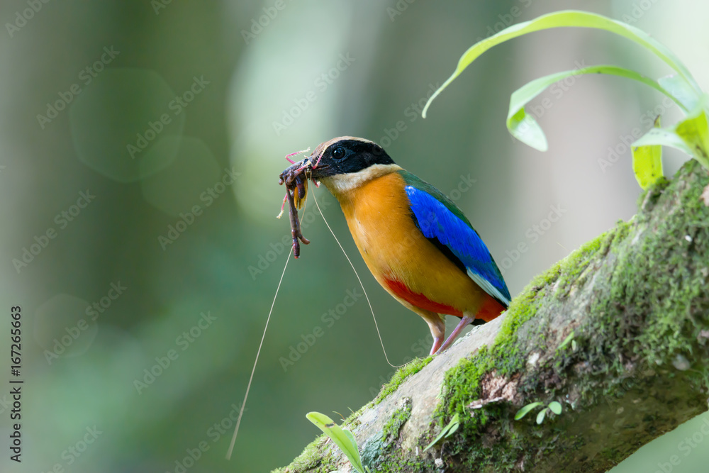 Beautiful bird with earth worm in mouth perching on branch..Blue winged ...