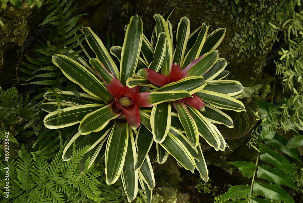 Plantes exceptionnelles à coeur rouge et feuilles vertes aux Serres ...