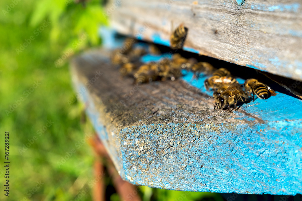 Life of bees. Worker bees. The bees bring honey. Stock Photo | Adobe Stock