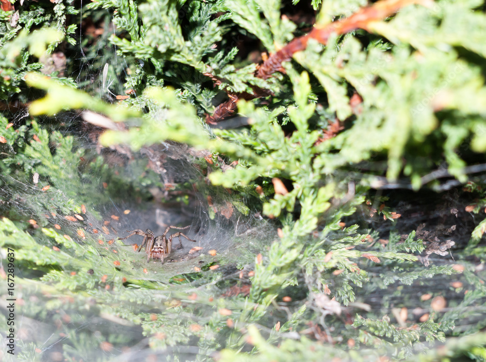 spider (Labyrinth Spiders - Agelena labyrinthica) inside deep web big ...