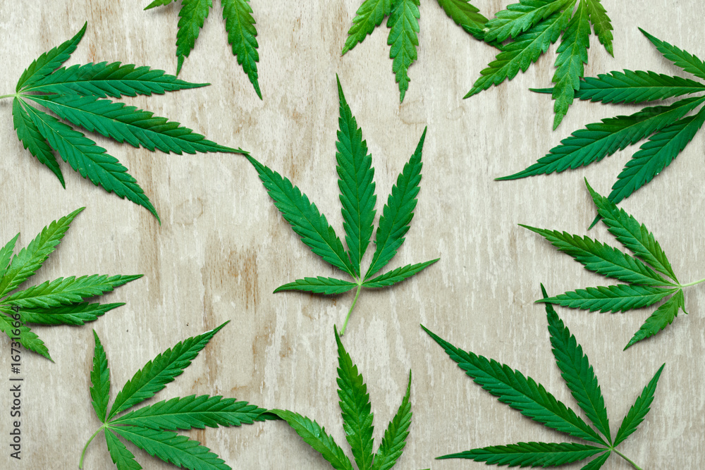 Cannabis Leaf. Hemp is a common name for Cannabis sativa and the name ...