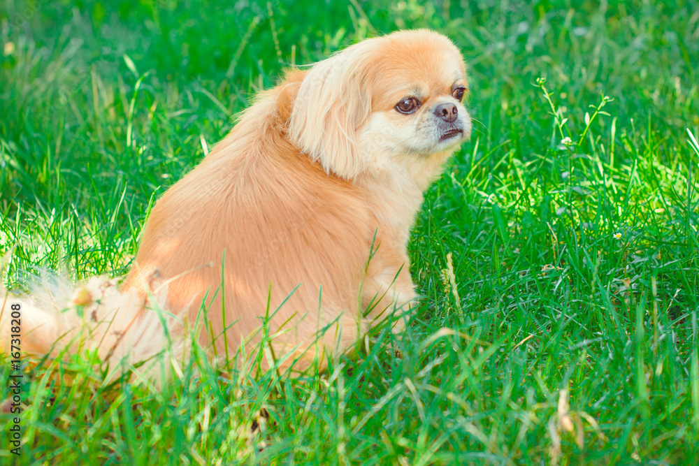 Dog in depressed. Little dog waiting his owner and have a sad mood. Pet ...