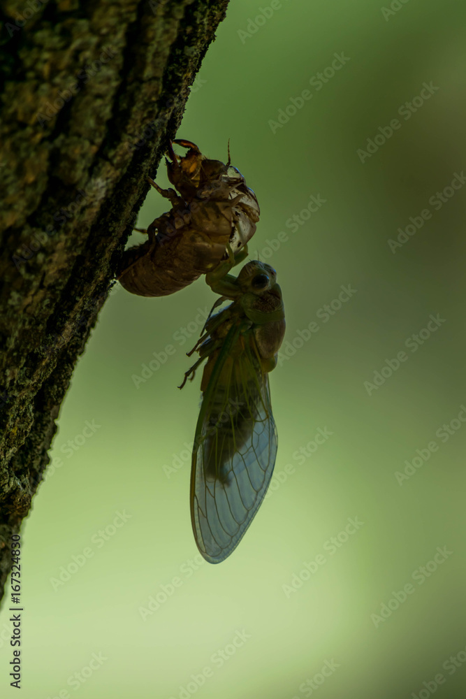 Cigale. Stock Photo | Adobe Stock