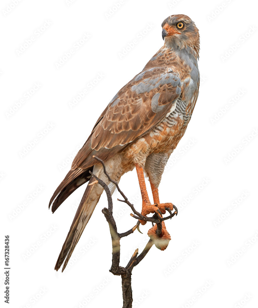 Desert Birds Of Prey