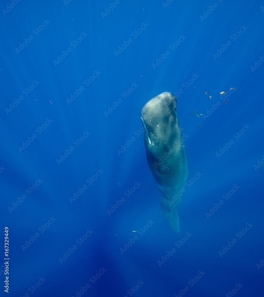 Underwater view of a sperm whale sleeping vertically off the north ...