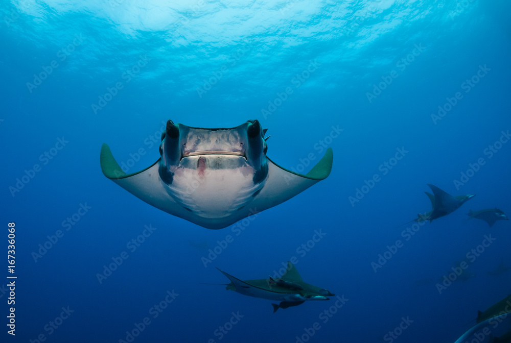 Mobula rays at the Princess Alice Sea Mount, Pico Island, The Azores ...