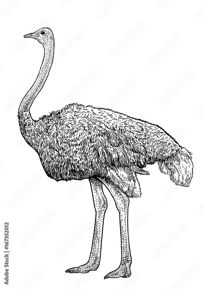Ostrich illustration, drawing, engraving, ink, line art, vector Stock ...