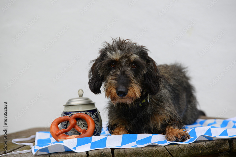 greetings from Bavaria, cute wire-haired dackel with a bavarian flag, a ...