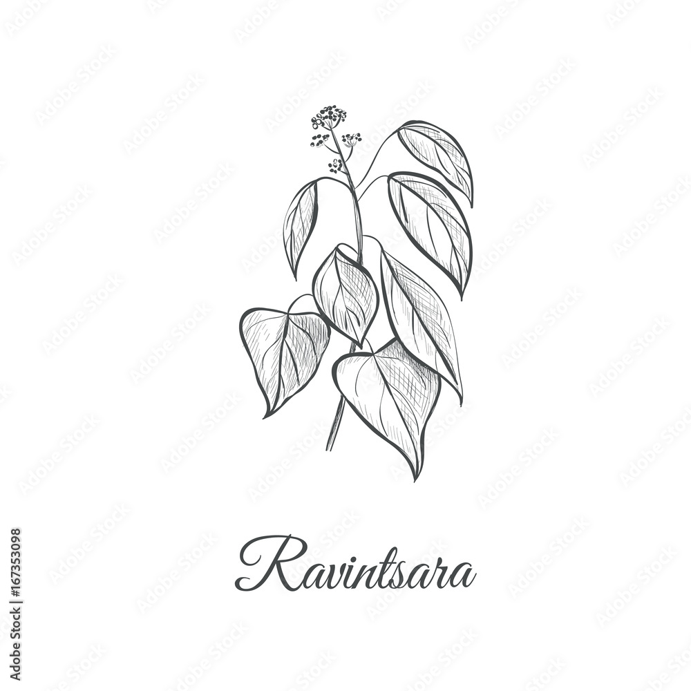Ravintsara sketch hand drawing. Ravintsara vector illustration ...