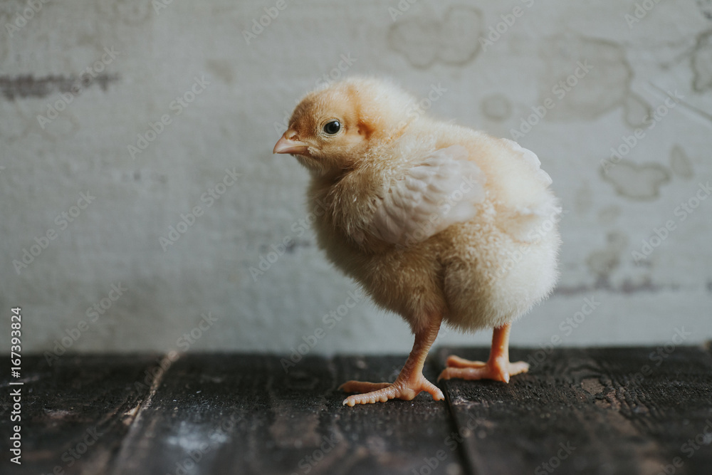 Baby chicks Stock Photo | Adobe Stock